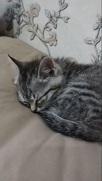 мне привезли котика тигр коты котята котëнок кот Youtube