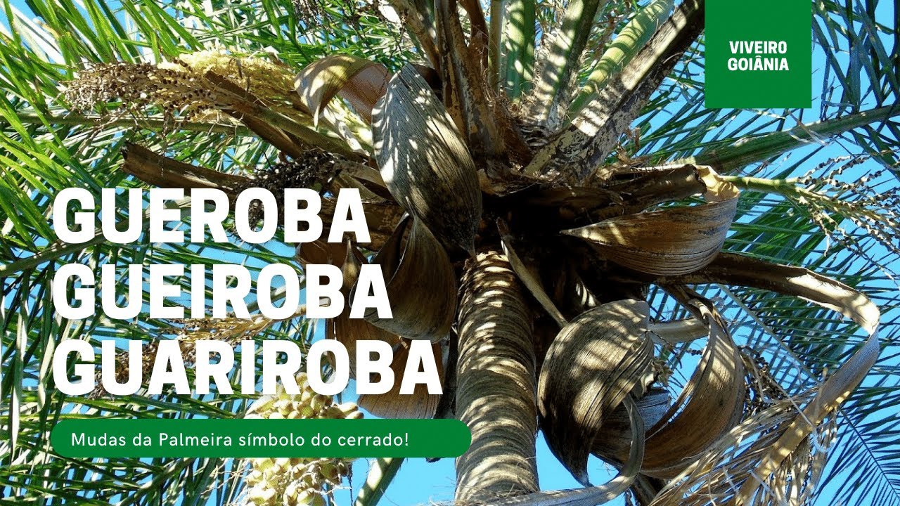 Mudas de Gueiroba / Gueroba ou Guariroba - YouTube