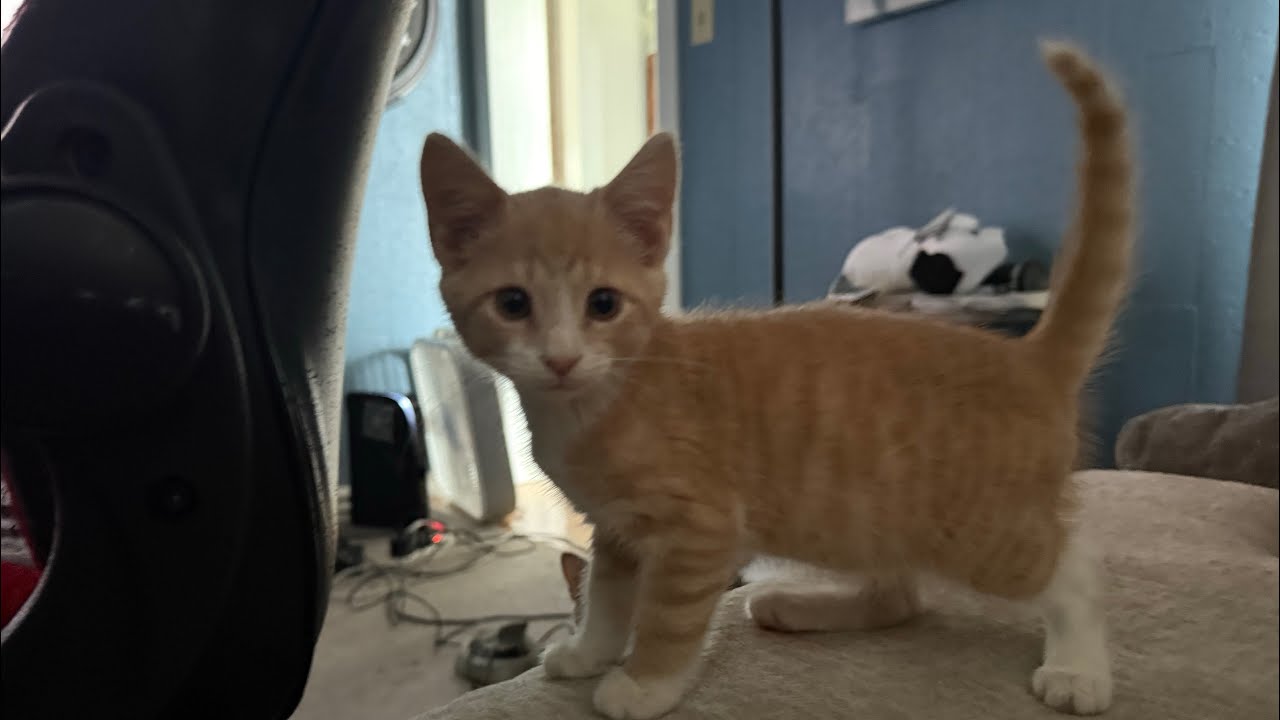 I got a new cat! Cal Starkai - YouTube