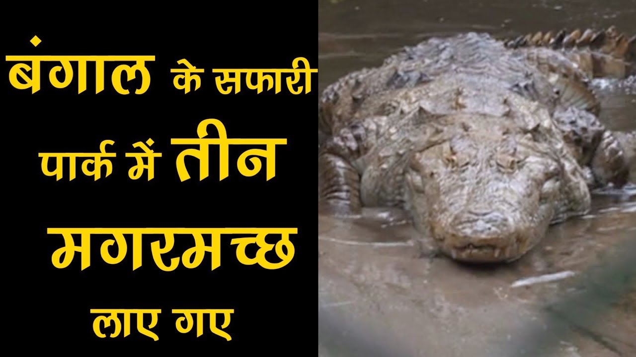 3 crocodiles brought to Siliguriís North Bengal Wild Animals Park - YouTube