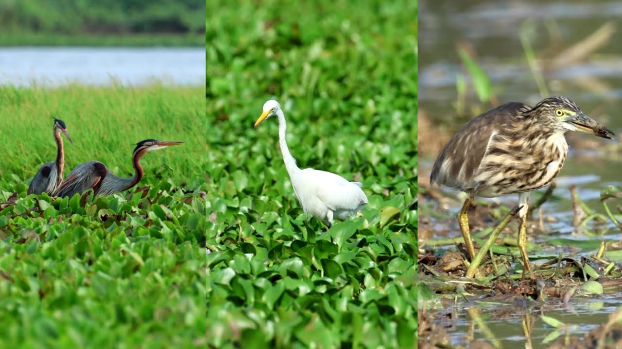 Birds - Purple heron, Intermediate egret, Indian pond heron - Bird ...