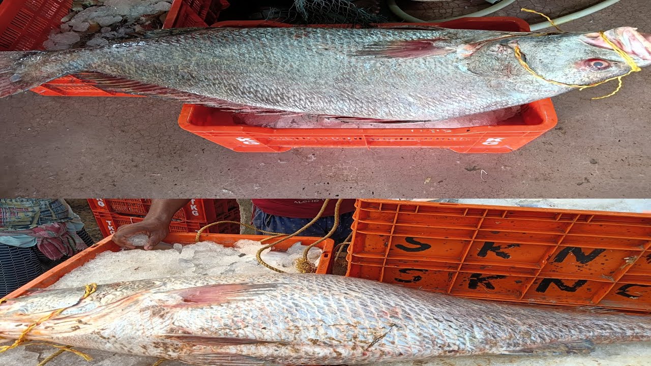 দীঘা মাছের বাজারে বড় তেলিয়া ভোলা |telia bhola fish! - YouTube