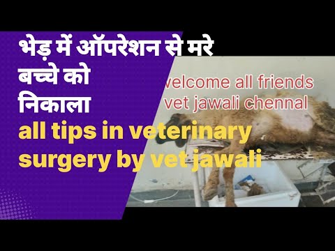 cesarean section in sheep | pashuo me Opration kese kare | भेड़ में ...