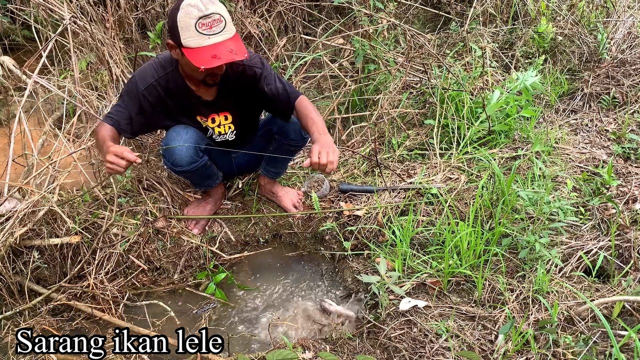 Tak disangka tempat seperti ini banyak ikan nya mancing lele lembat ...