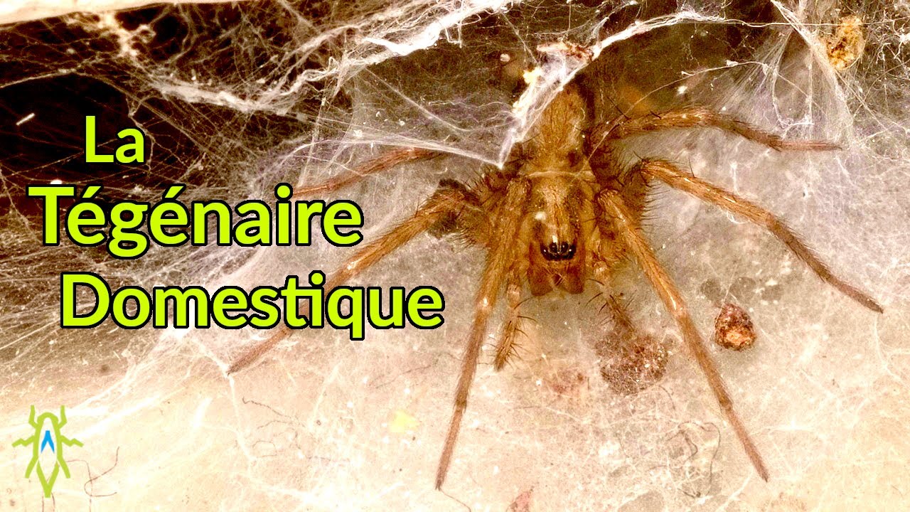 La tégénaire domestique: araignée commune dans nos demeures! - YouTube