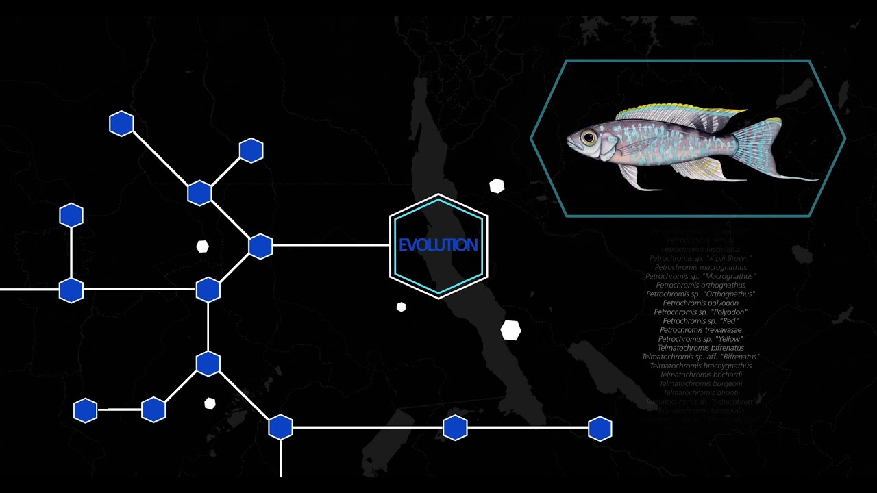 Adaptive Radiation Cichlids Replicated Divergence In Cichlid