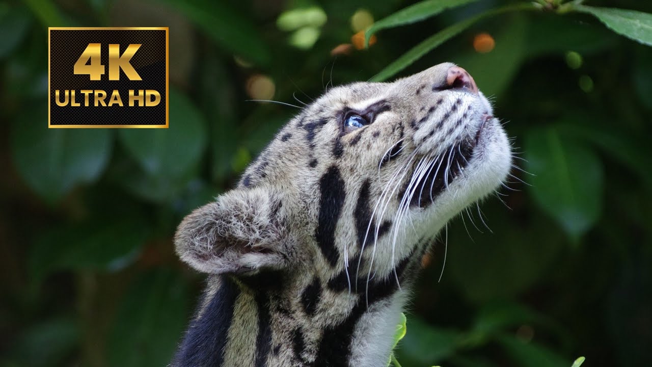 Wildlife (4K UHD) Relaxing Music With Beautiful Nature & Animals Videos ...