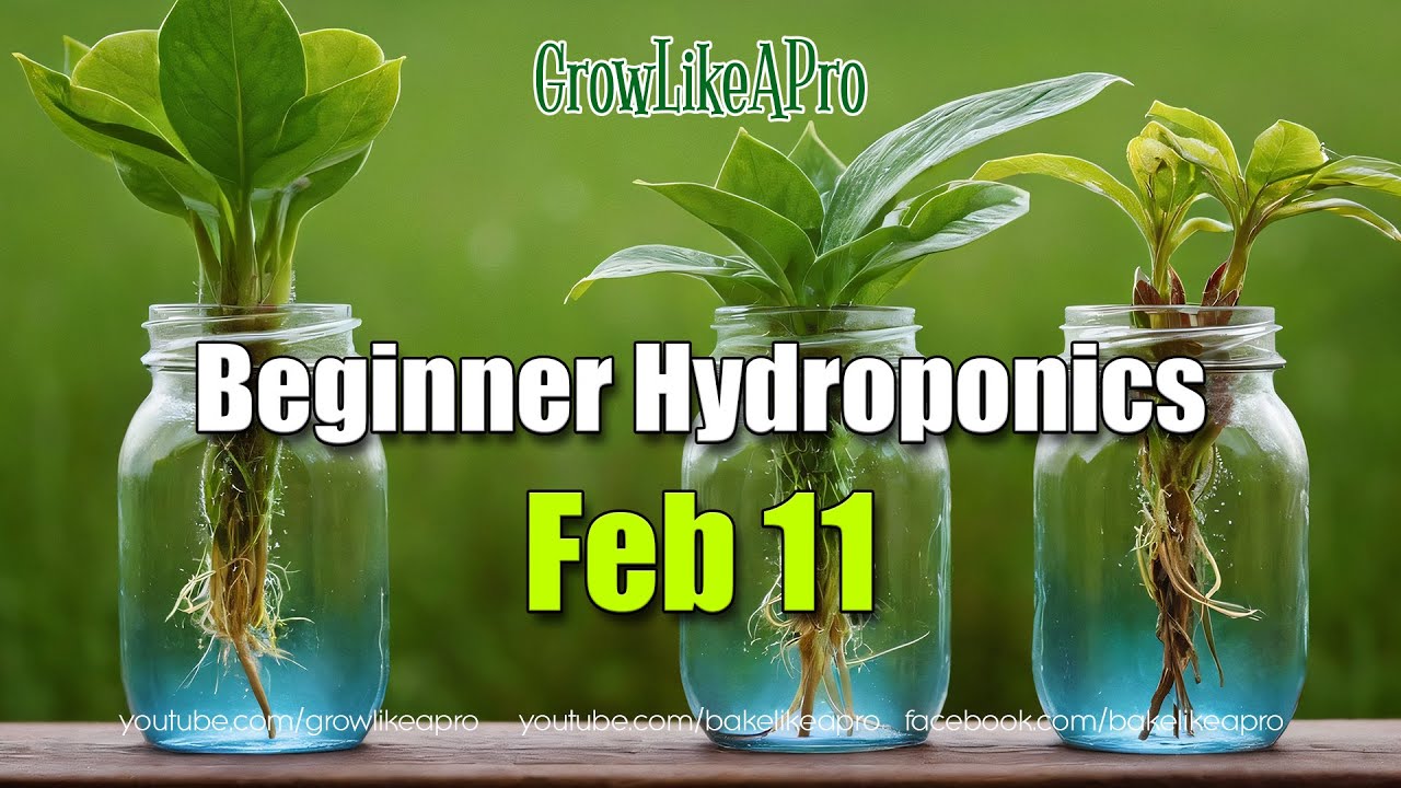 Hydroponics - Pumpkins And Green Peppers - Feb 11th - YouTube