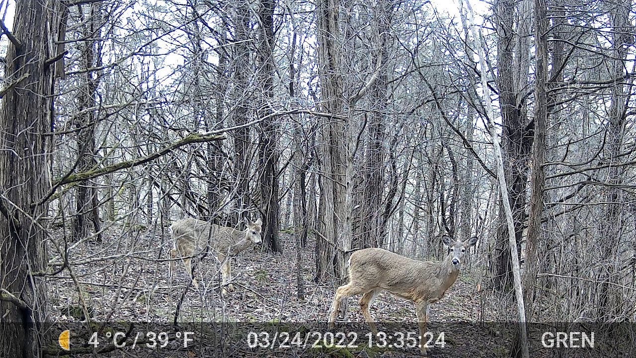 Agitato A262 Trail Cam: March 20-26, 2022 - YouTube
