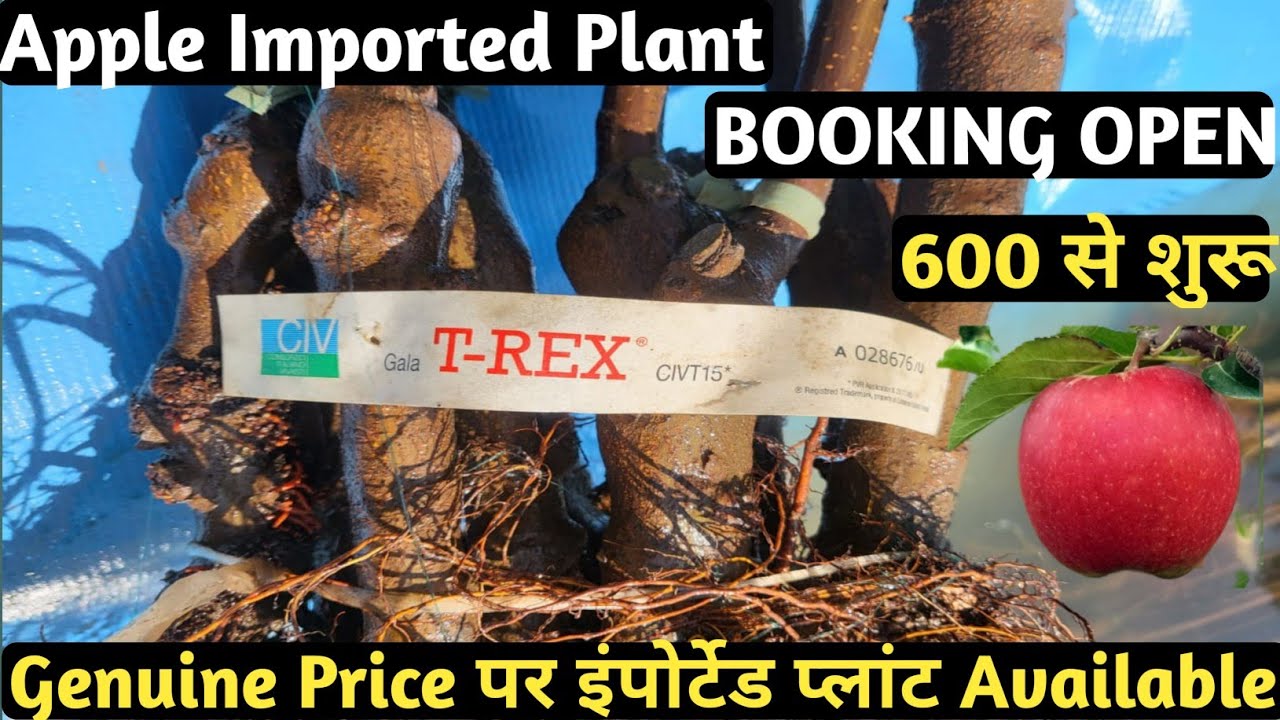 Imported Apple Plant 🍎imported apple plant with Genuine quality ...