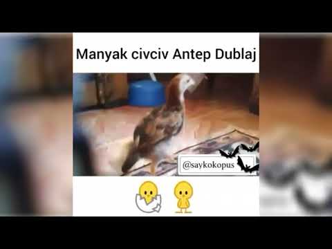 Manyak Civciv Antep Dublaj