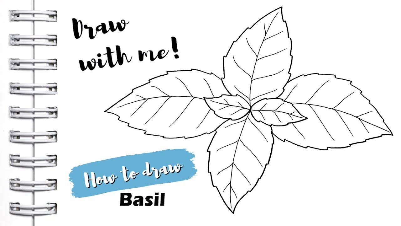 How to draw Basil - YouTube