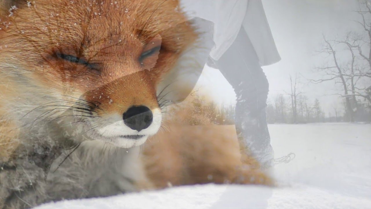 "Maybe a Fox" book trailer - by Kathi Appelt & Alison McGhee - YouTube