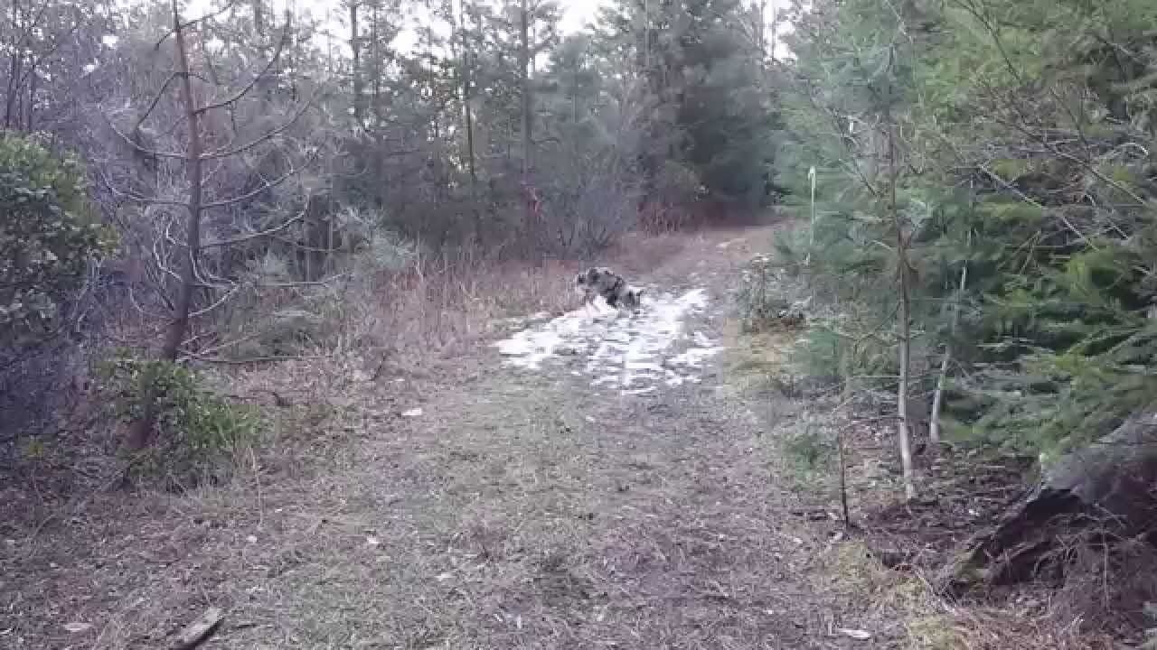 How to enjoy a very small patch of snow. - YouTube