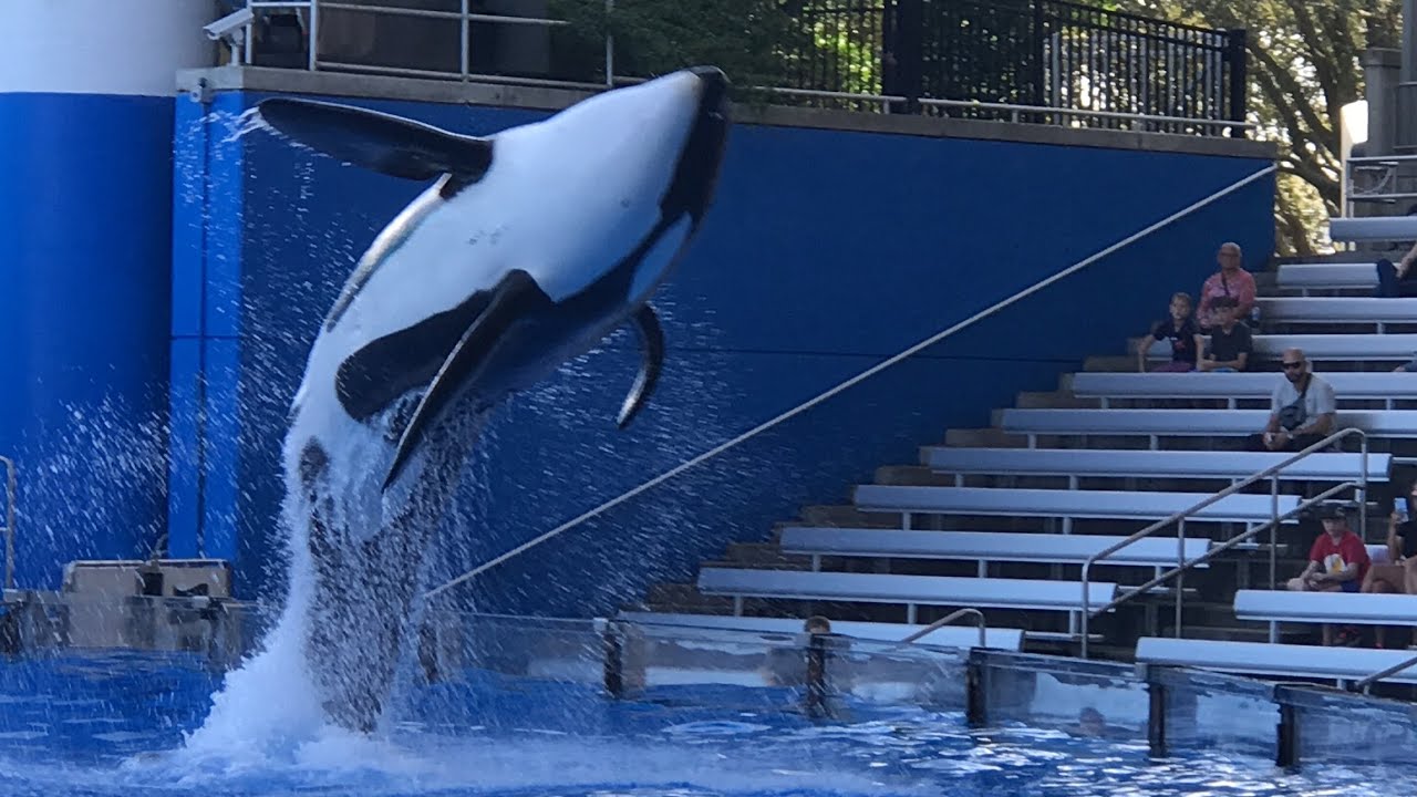 Orca Encounter (Full Show) - 15 January 2020 - YouTube