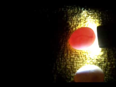 reconnaître un oeuf fécondé - YouTube