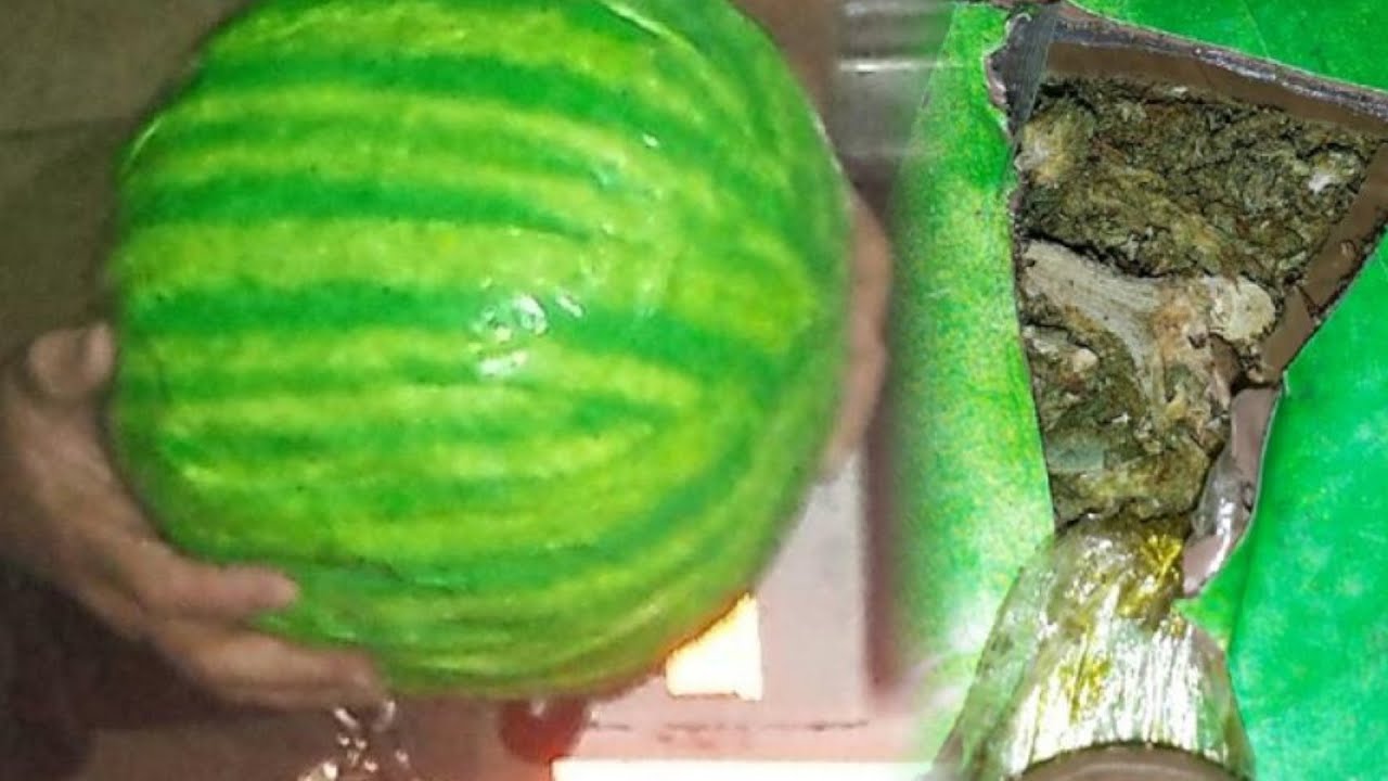 Cartel Stuffs Pot in Fake Watermelons, Fools No One - YouTube