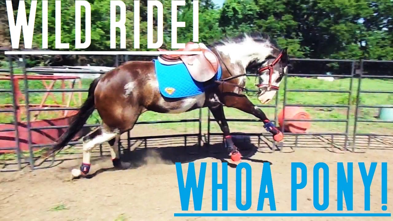 WHOA PONY! + BUCKING AND REARING (Round pen work) - YouTube