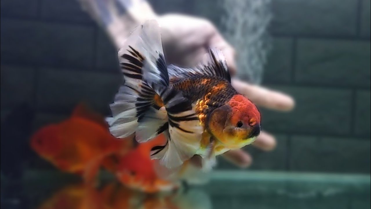 ikan mas koki oranda kirin rosetail |@BANDUNG GOLDFISH jual ikan mas ...