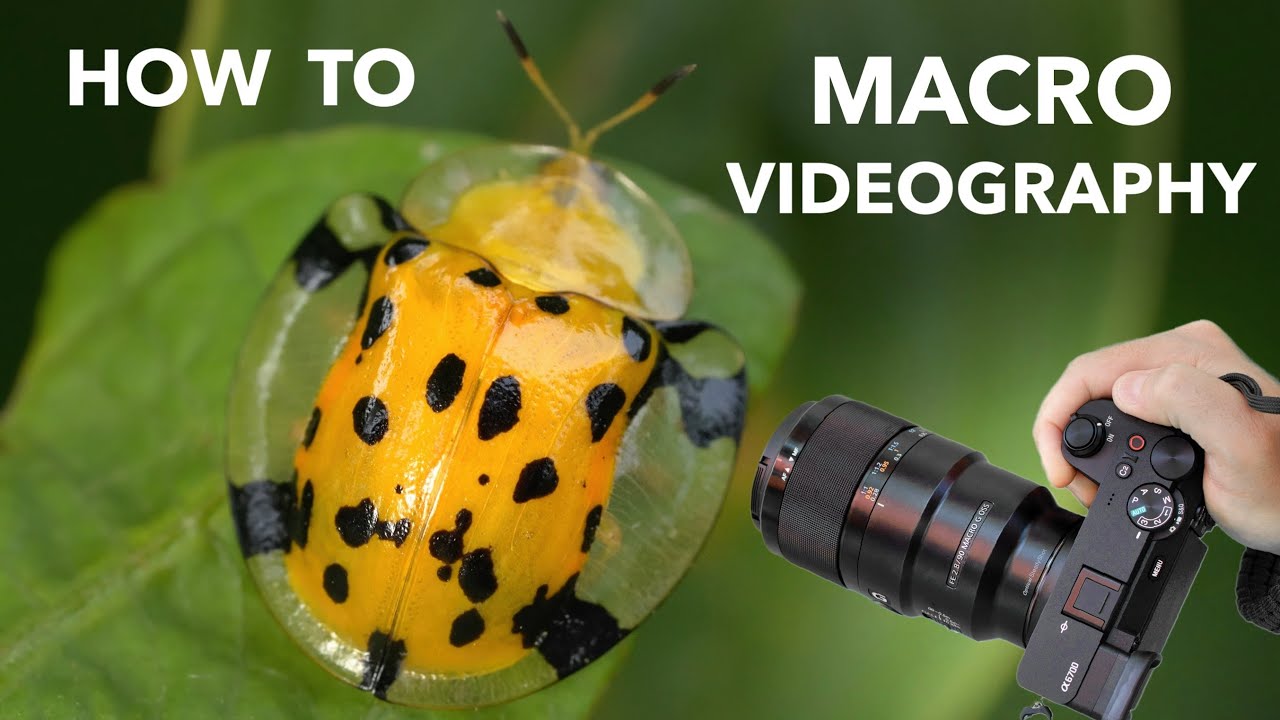 [SONY A6700] macro videography handheld (how I stabilize) - YouTube