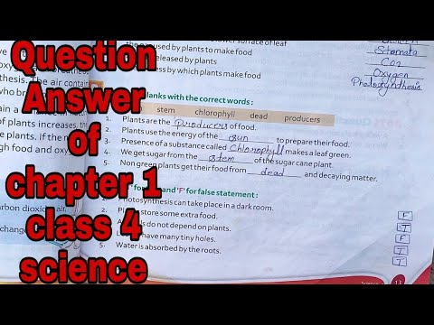 Class 4 Science //Chapter 1 Green Plant / Question &Answer - YouTube
