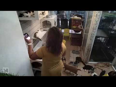 Ngintip rekaman cctv bersihin rumah kucing Cat Camping
