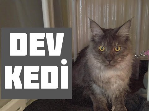 DÜNYANIN EN BÜYÜK EV KEDİSİ & Yılanlarda Cinsiyeti Anlama | OKAN YÜCETÜRK