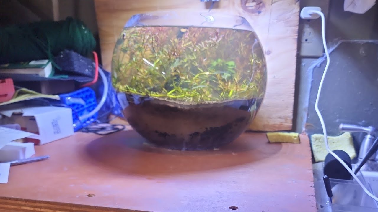 Shart Show 22 swamp bowl baby! - YouTube