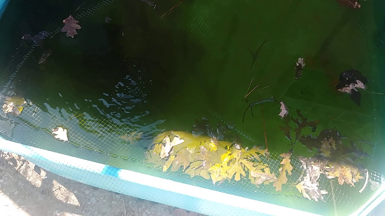 Intex pool pond for goldfishies - YouTube
