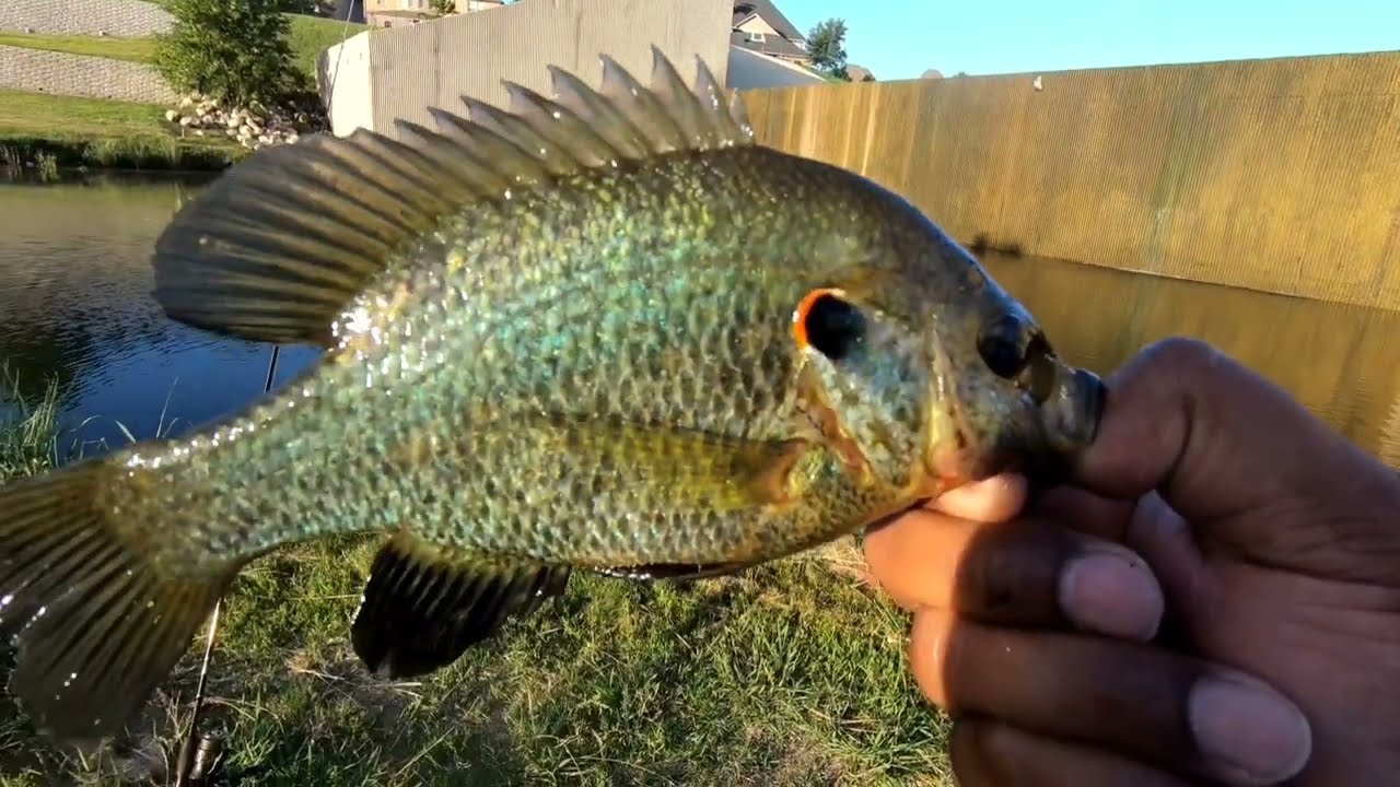 Part 1 Fishing Irving Spillway And Found A Massive Bluegill Bed! - YouTube