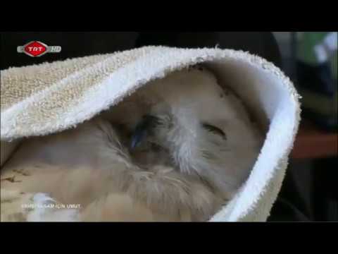 Vahşi Yaşam İçin Umut -  Hope For WildLife