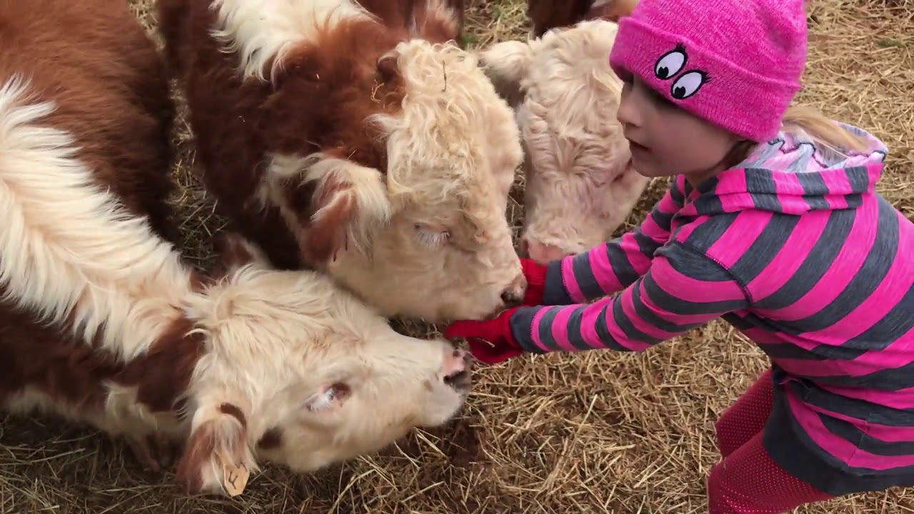 Hanging out with the Mini Cows and Measuring their height - YouTube