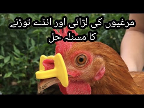 Chicken Blinder Review | How to Use Pinless Peeper. - YouTube