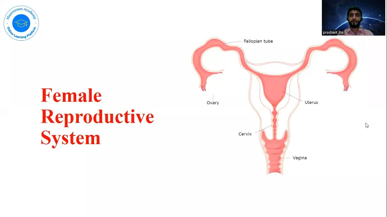 Human Reproductive System Part-II (Female Reproductive system) - YouTube