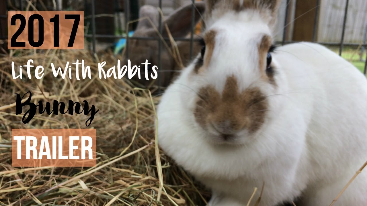 2017 Life With Rabbits Bunny Trailer - YouTube