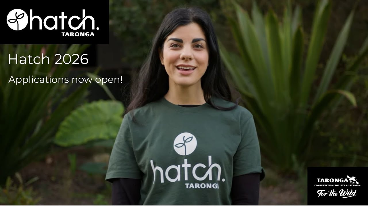 Hatch: Taronga Accelerator Program 2026: Applications are Open! - YouTube