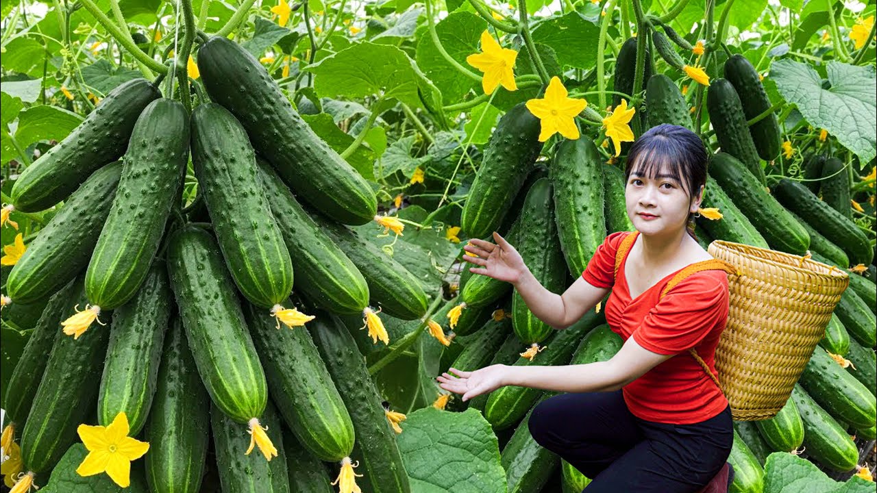 Ly Trieu Ca: Harvesting sweet giant tropical cucumber - Traditional ...