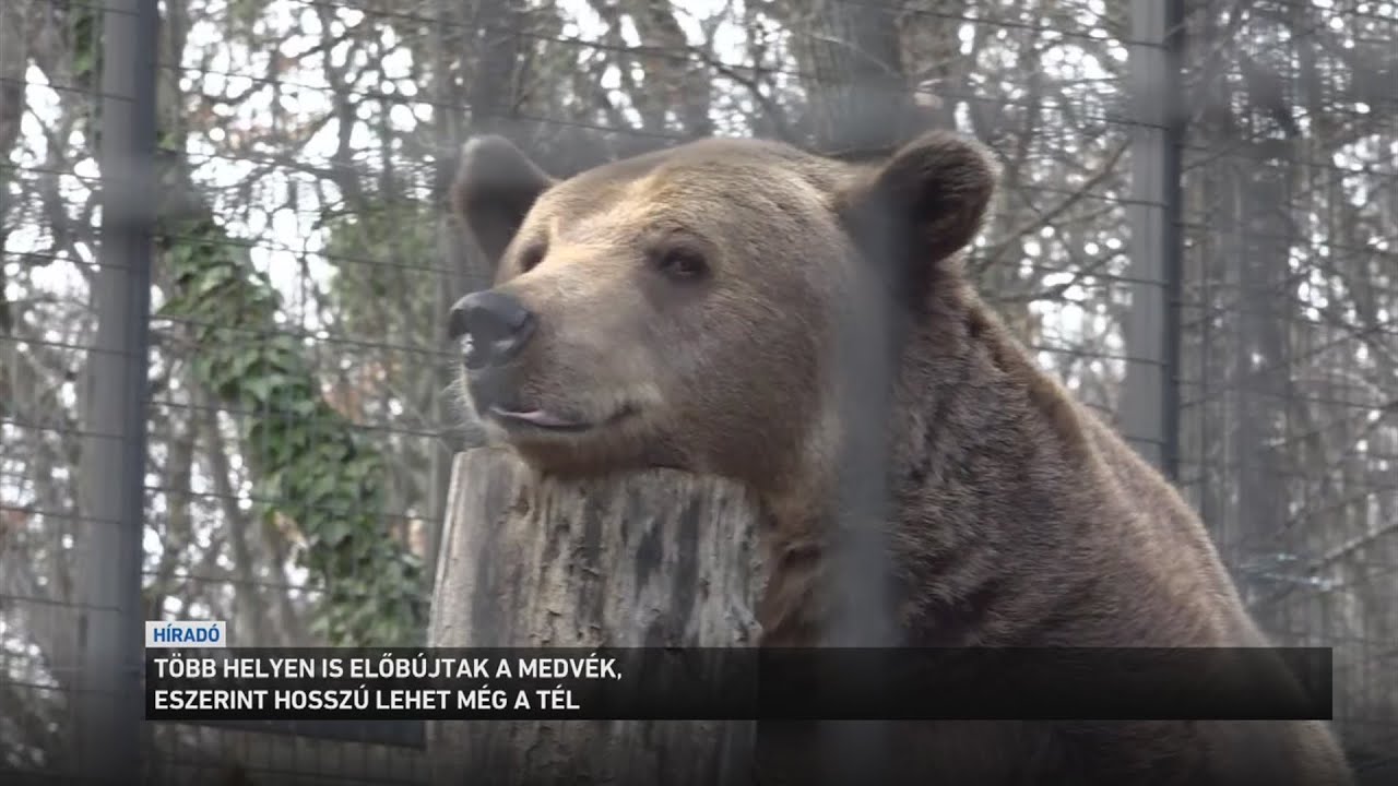 Több helyen is előbújtak a medvék, eszerint hosszú lehet még a tél ...