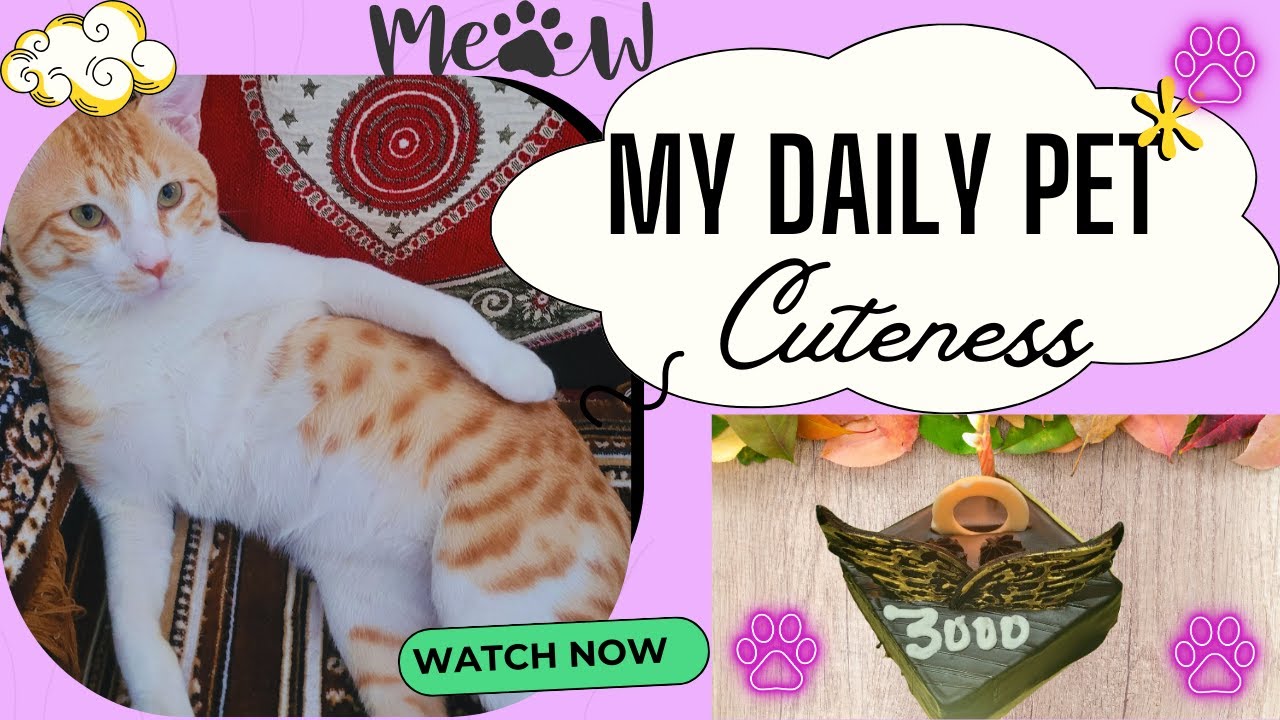 A Day In The Life Of Mango | Cute Cat Sleeping - YouTube