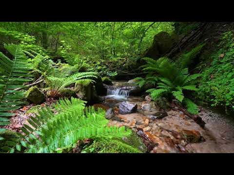 Ormanın huzur veren sesleri, güzel kuş cıvıltıları, derenin sesi.