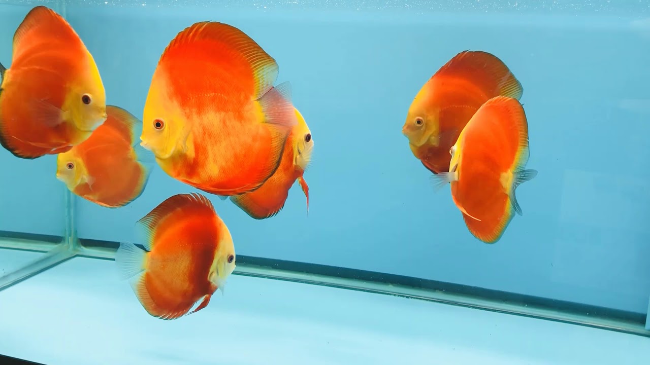 Golden Sunrise Discus - December 2020 - YouTube