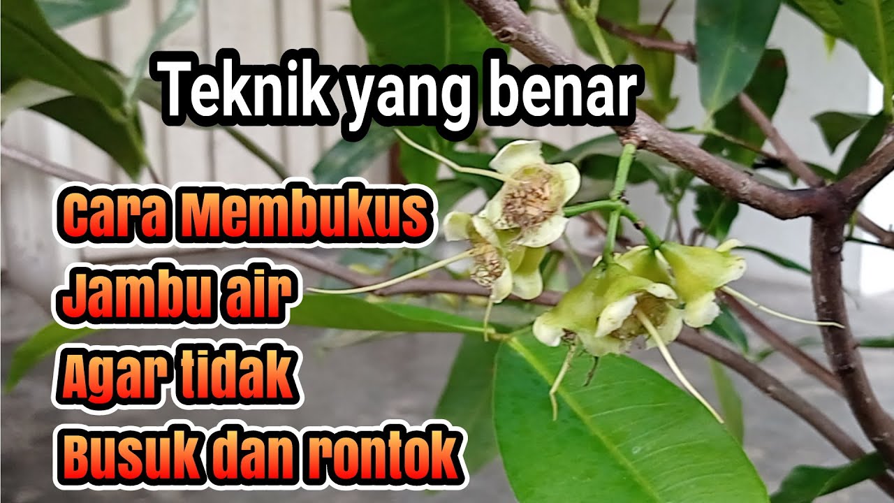 Ini Yang Benar || Cara Membukus Jambu Air Agar Tidak Busuk dan Rontok ...