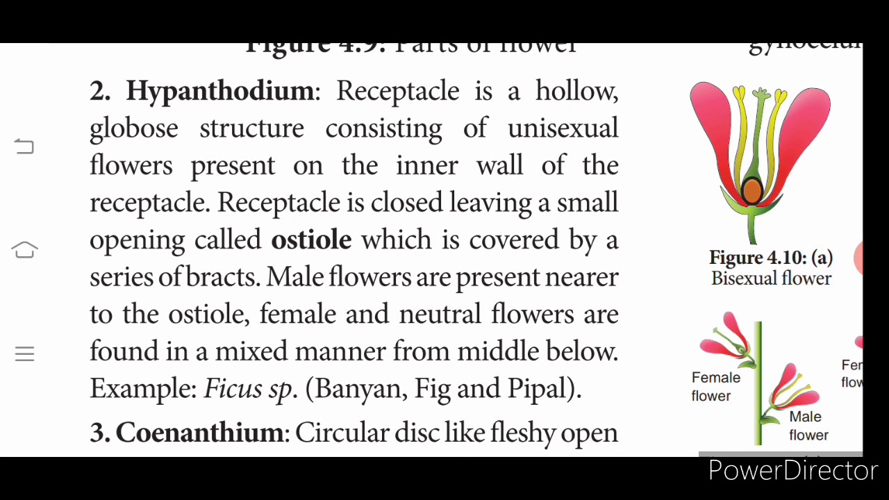Std XI Biology Bio Botany chapter 4 part 2 - YouTube