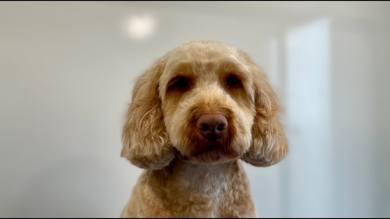 Short Cockapoo Head | Quick, easy and cute! | Dog Grooming - YouTube