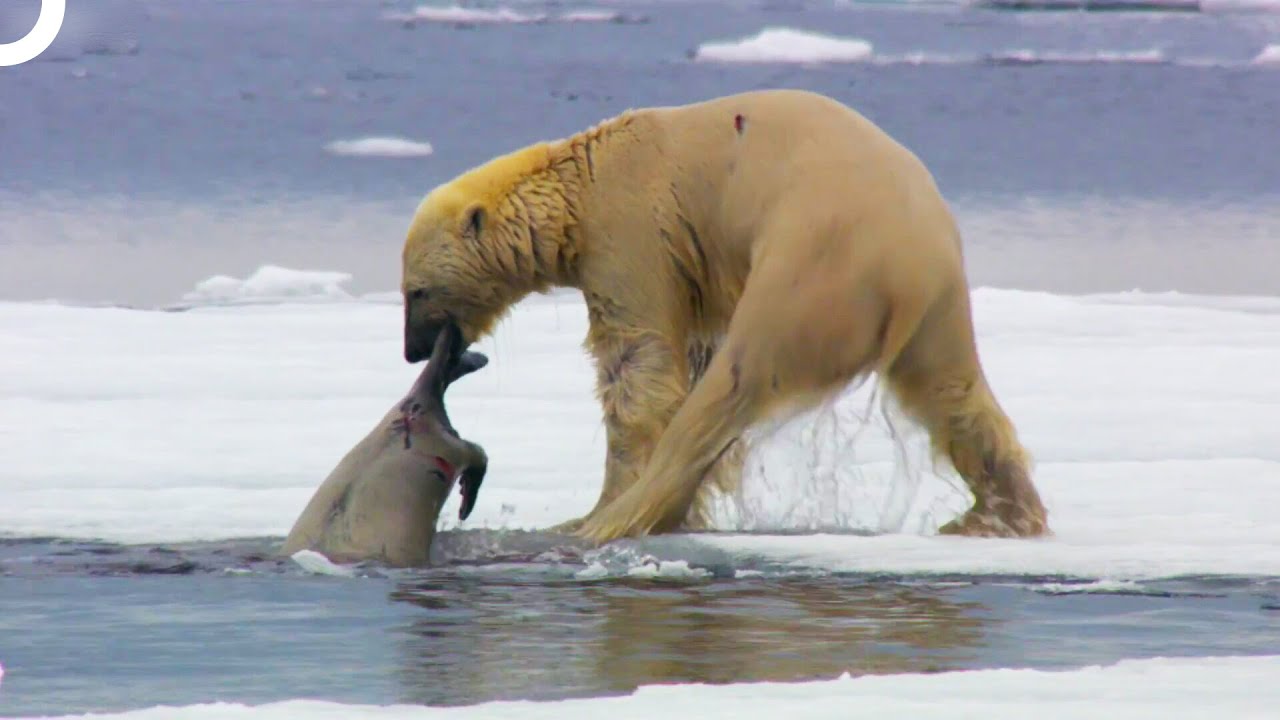 The White Giants of the Arctic: The Struggle of Polar Bears for ...
