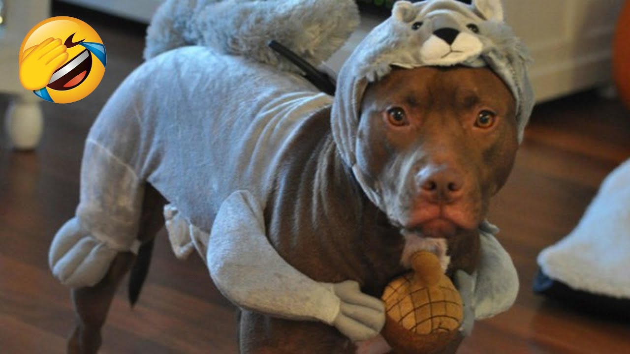 Try Not To Laugh 😂 Video Of Strange Reactions Of Dogs And Cats - The ...