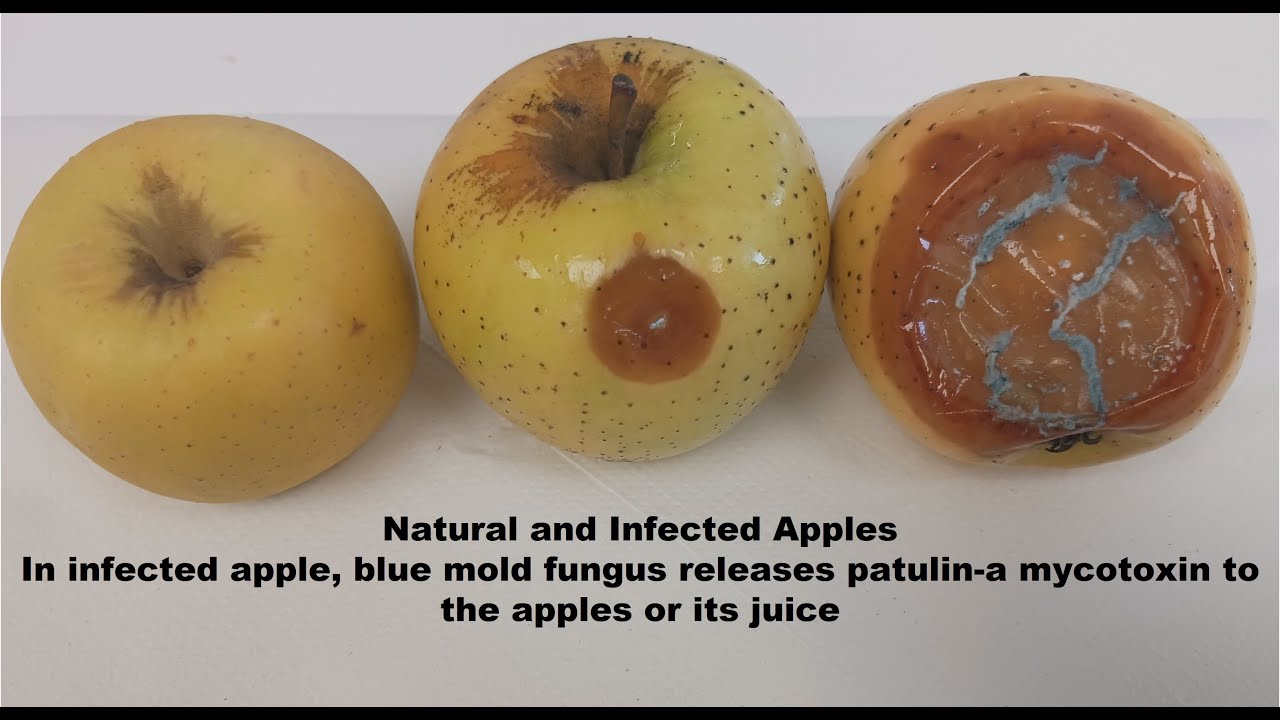 Mycotoxin Patulin in Apple - YouTube