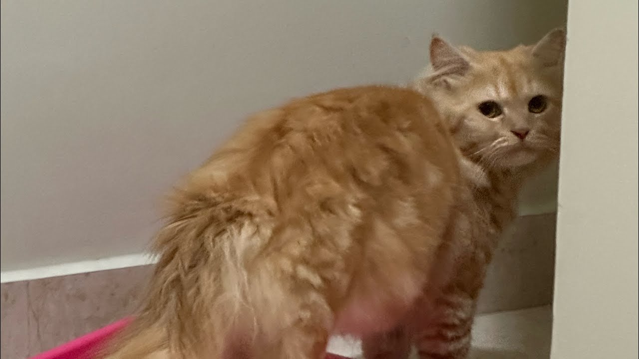 Funniest cat videos😹😹||A day with Simba||Cat vlogs#funny #cat #catlover #trending #youtube - YouTube