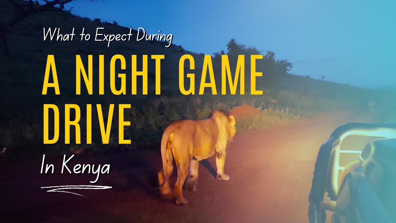 What To Expect During A Night Game Drive In Kenya | Africa - YouTube