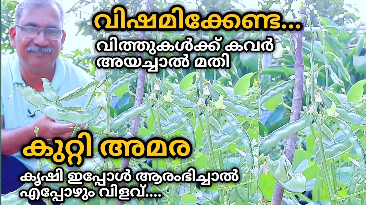 Kutti Amara Growbagilum Krishi Cheyyam | How to grow Indian Beans ...